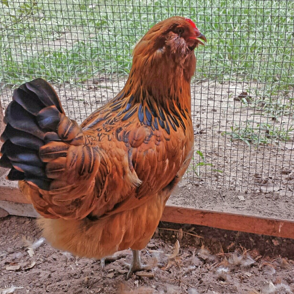 Etta – Easter Egger – Baking and Eggs